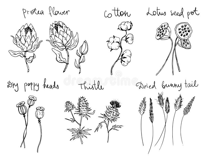 Set Line Art Flowers Stock Illustrations – 53,237 Set Line Art Flowers ...