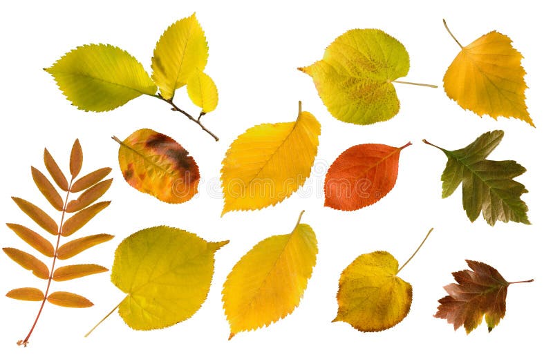 Set of Different Autumn Leaves Isolated Stock Image - Image of leaf ...
