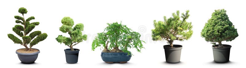 Set with Different Beautiful Bonsai Trees on White Background. Banner ...