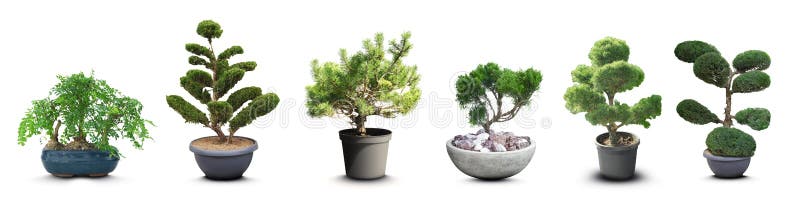 Set with Different Bonsai Trees on White Background. Banner Design ...