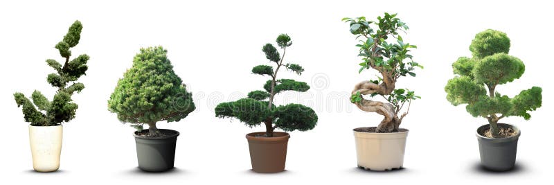 Set with Different Beautiful Bonsai Trees on White Background. Banner ...