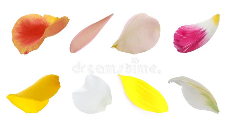 Set with Different Beautiful Flower Petals on White Background Stock ...
