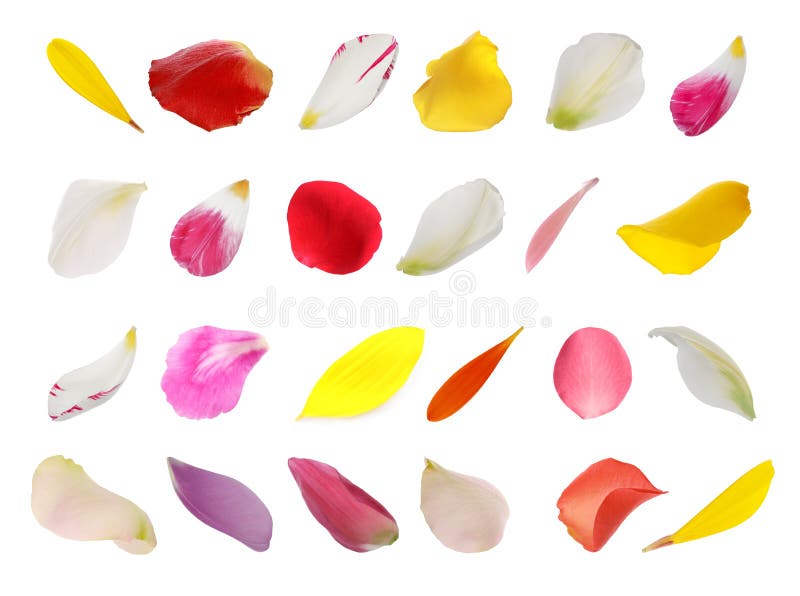 Set with Different Beautiful Flower Petals on White Background Stock ...