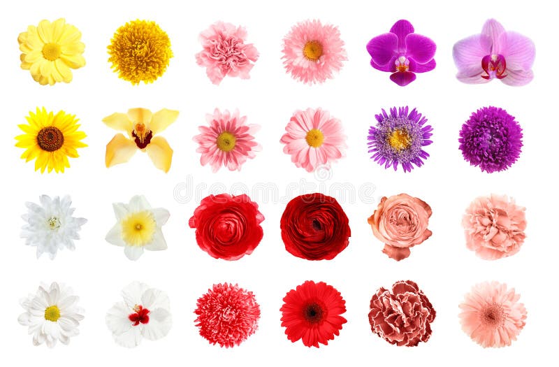 Set of Different Beautiful Flowers on Background Stock Photo - Image of ...