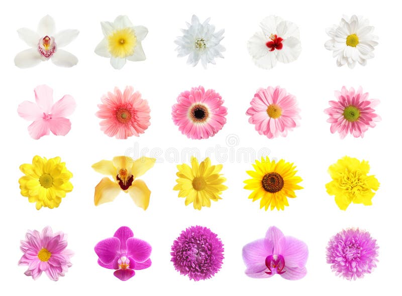 Set of Different Beautiful Flowers on Background Stock Image - Image of ...