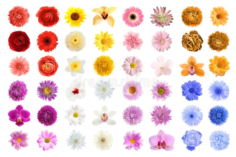 Set of Different Beautiful Flowers on Background Stock Image - Image of ...