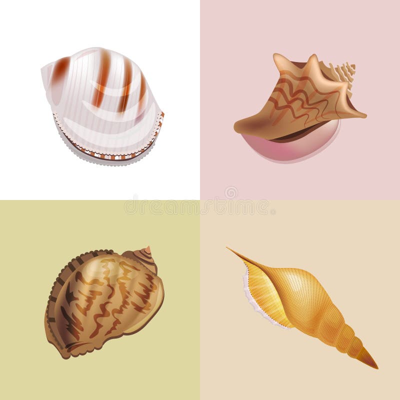 Realistic Sea Shells Stock Illustrations – 518 Realistic Sea Shells ...
