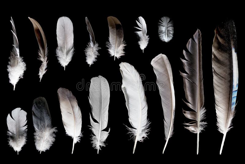 Different Types Of Bird Feathers