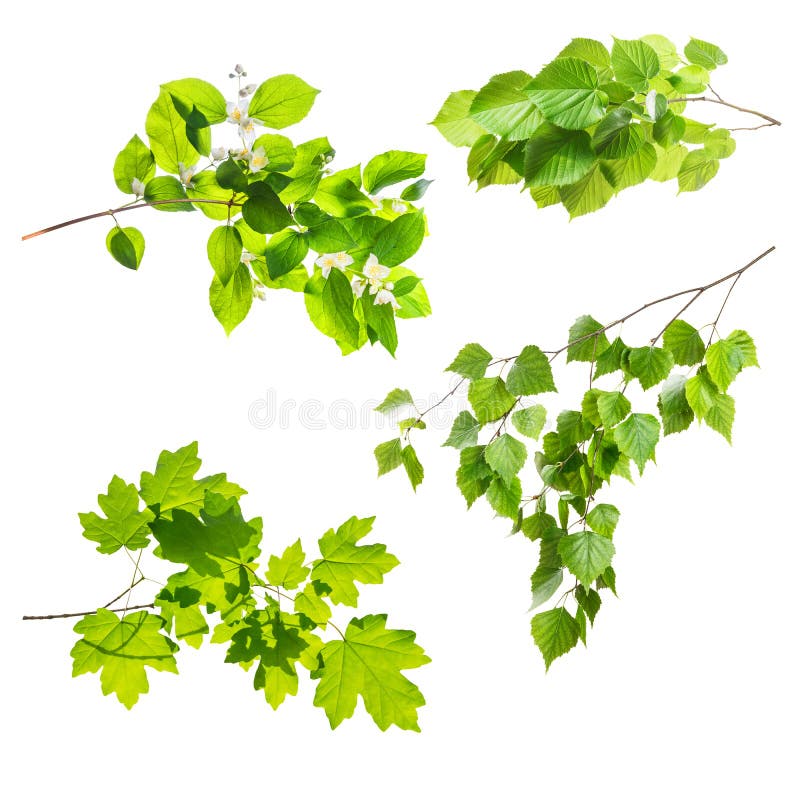 Set of Different Branch with Green Leaves Stock Photo - Image of ...