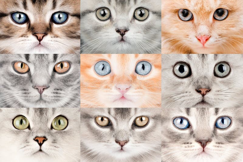 Set of Different Cat Eyes Close Up Stock Illustration - Illustration of ...