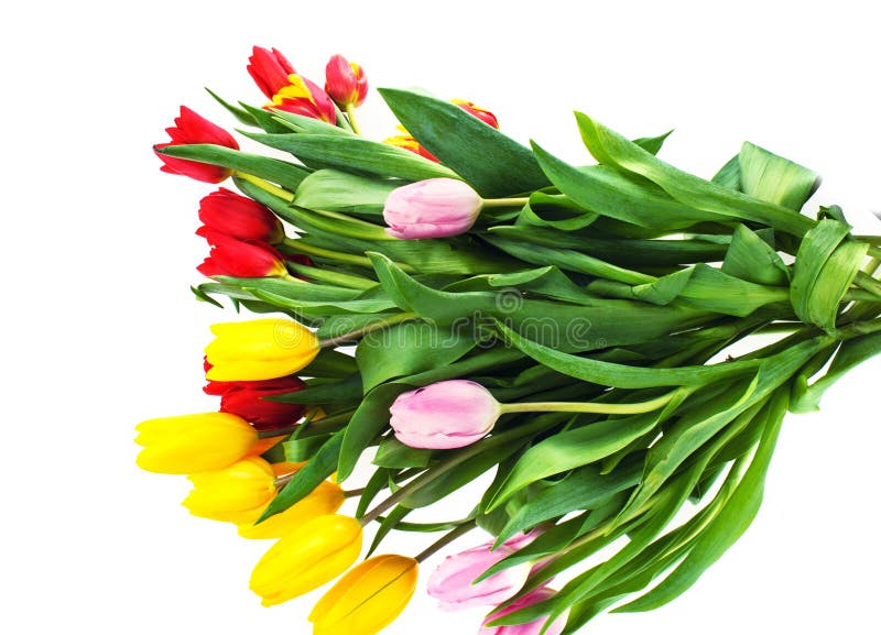 Set of Different Color Tulips Isolated on White Background, , Spring ...
