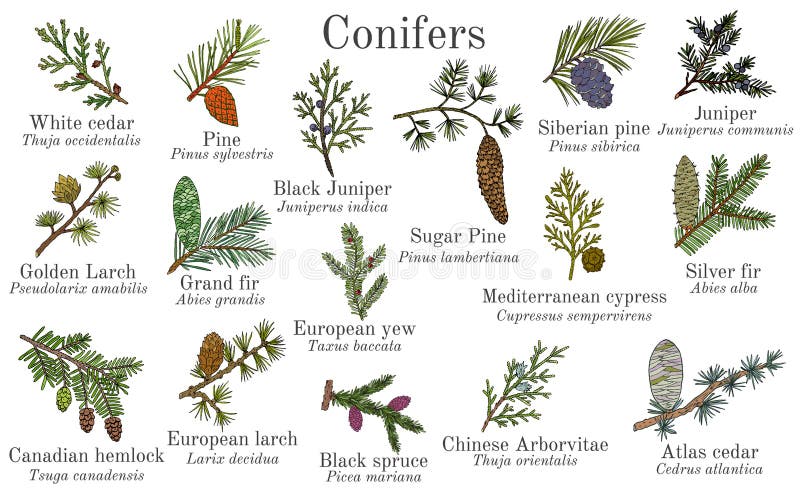 Set of Different Conifiers Branches with Cones Stock Vector ...
