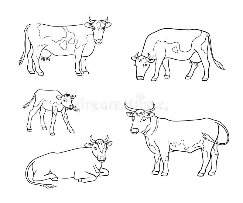 Different Cows Set in Contour, Outline. Stock Vector - Illustration of ...