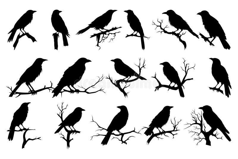 Set of Different Crows on Tree Branch Silhouette on White Background ...