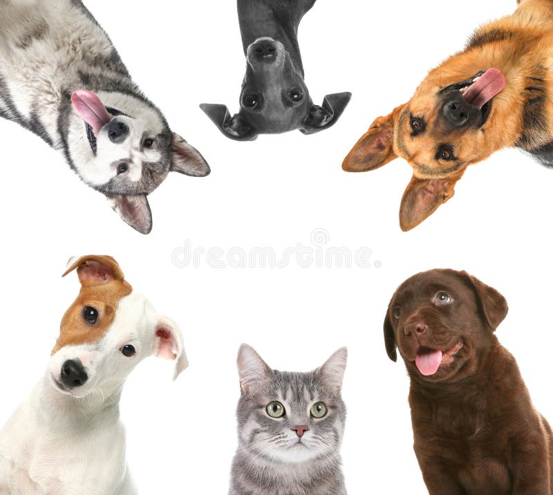 Set with Different Cute Pets on Background Stock Image - Image of ...