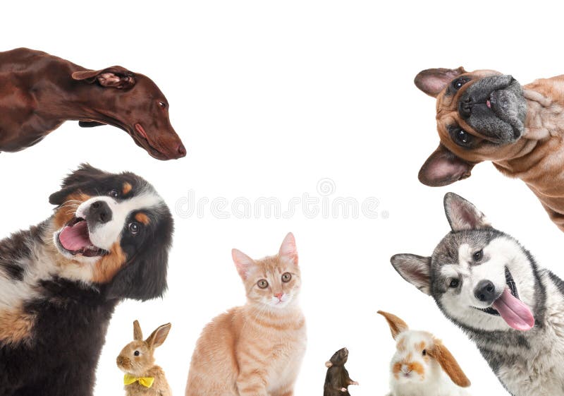 429 Set Different Pets Background Stock Photos - Free & Royalty-Free ...