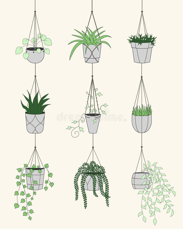 Set of Different Cute Plants in Hanging Pots Stock Vector ...