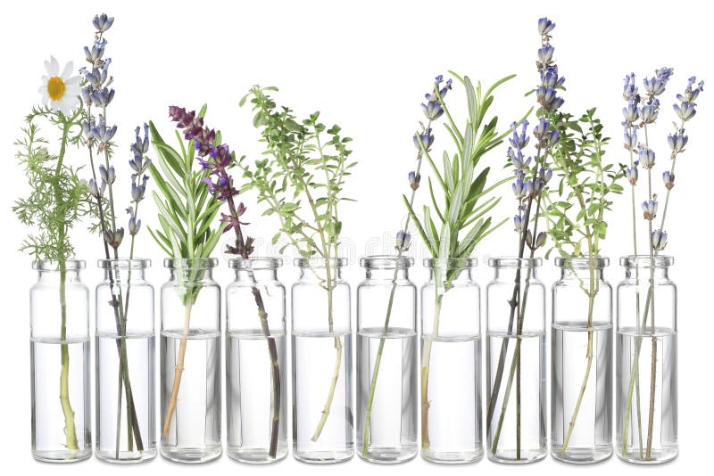 Set of Different Essential Oils with Herbs Isolated on White Stock ...
