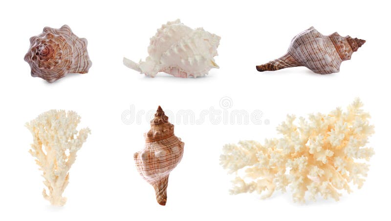 Set of Different Exotic Sea Shells and Dry Corals on White Background ...