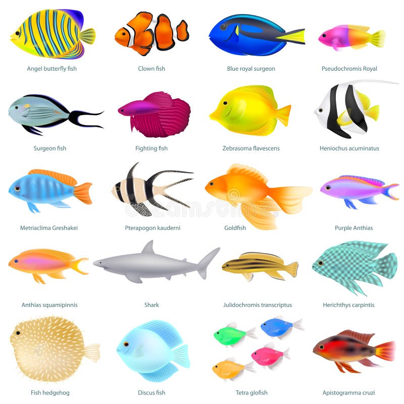 Small Fish Vector Stock Illustrations – 12,005 Small Fish Vector Stock ...