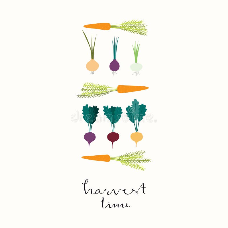 Set of Different Flat Root Vegetables Stock Vector - Illustration of ...