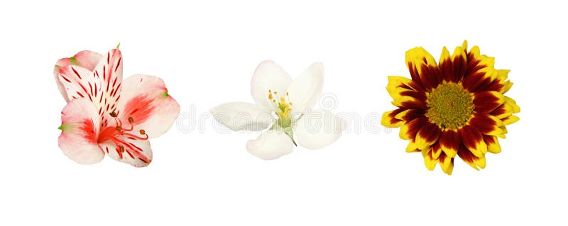 Set of different flowers stock photo. Image of fresh - 175368254