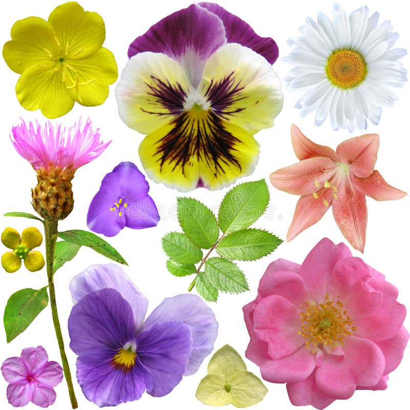 Set of Different Flowers stock photo. Image of collection - 31912596