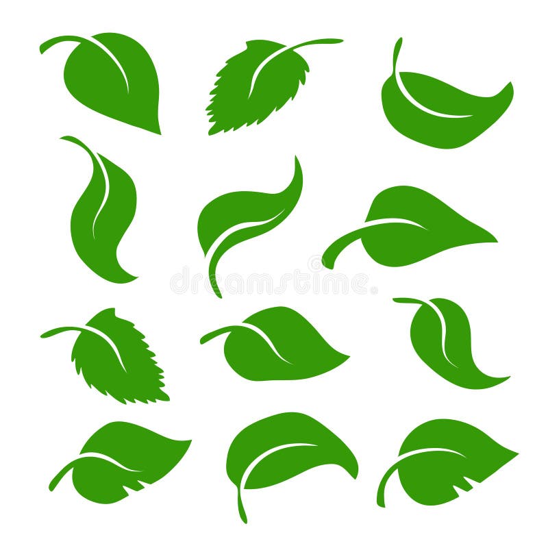 Set of Different Green Leaves for Design on White Stock Vector ...