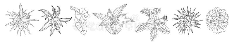 Set of Different House Plant Top View Line Drawing Stock Vector ...