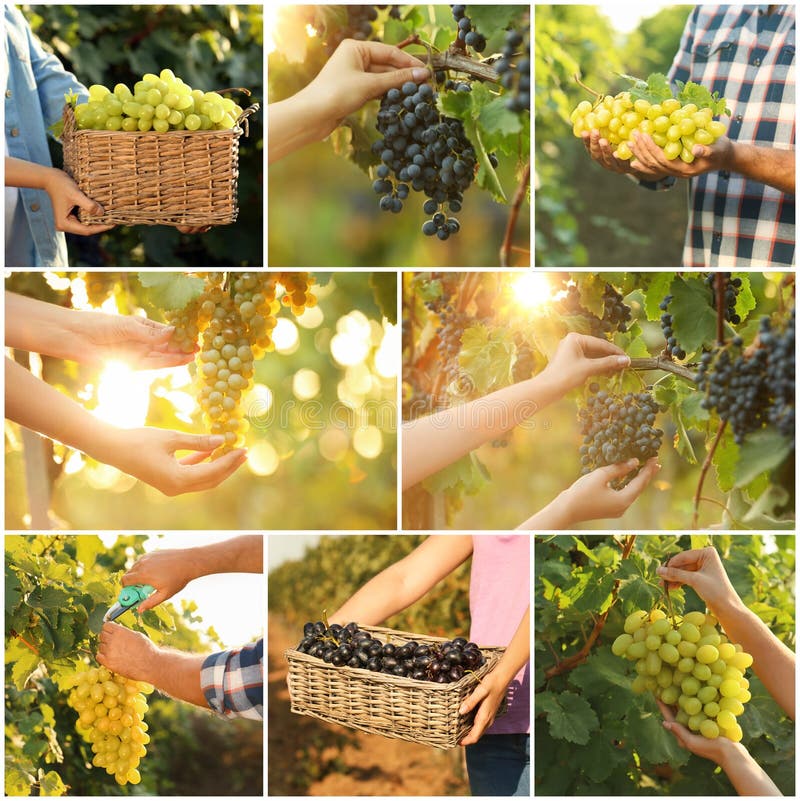 Set with Different Kinds of Grapes and People Stock Image - Image of ...