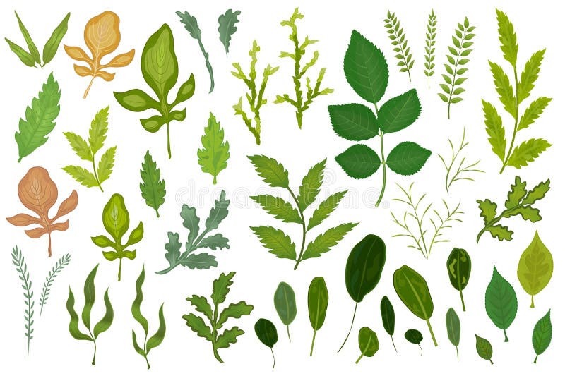 Set of Different Leaves Plants Realistic Drawings Stock Vector ...