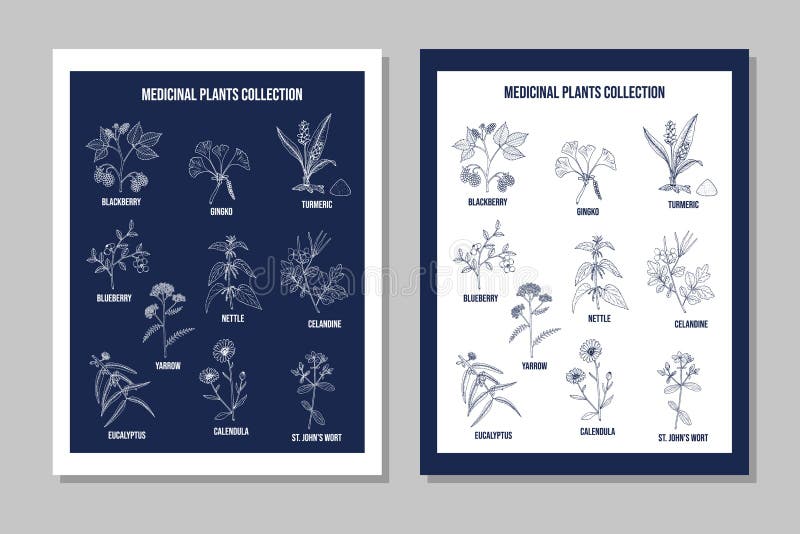 Set of Different Medicinal Plants Stock Vector - Illustration of flower ...