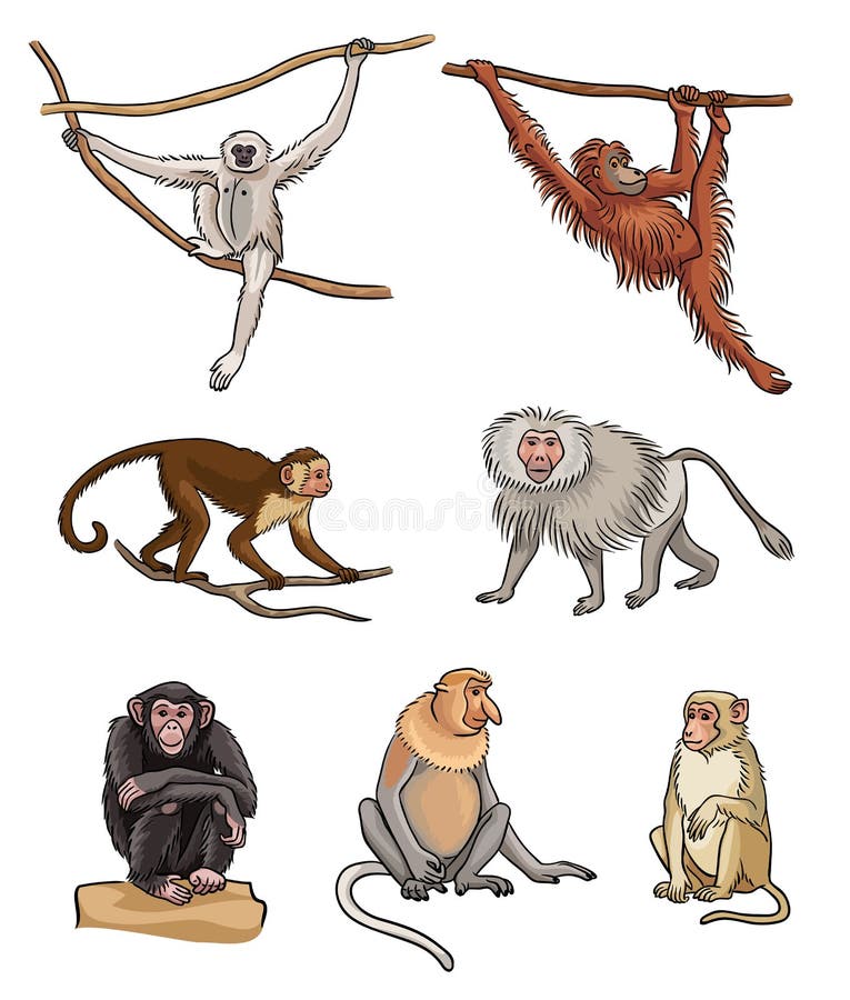 Set of Different Monkeys - Vector Illustration Stock Vector ...