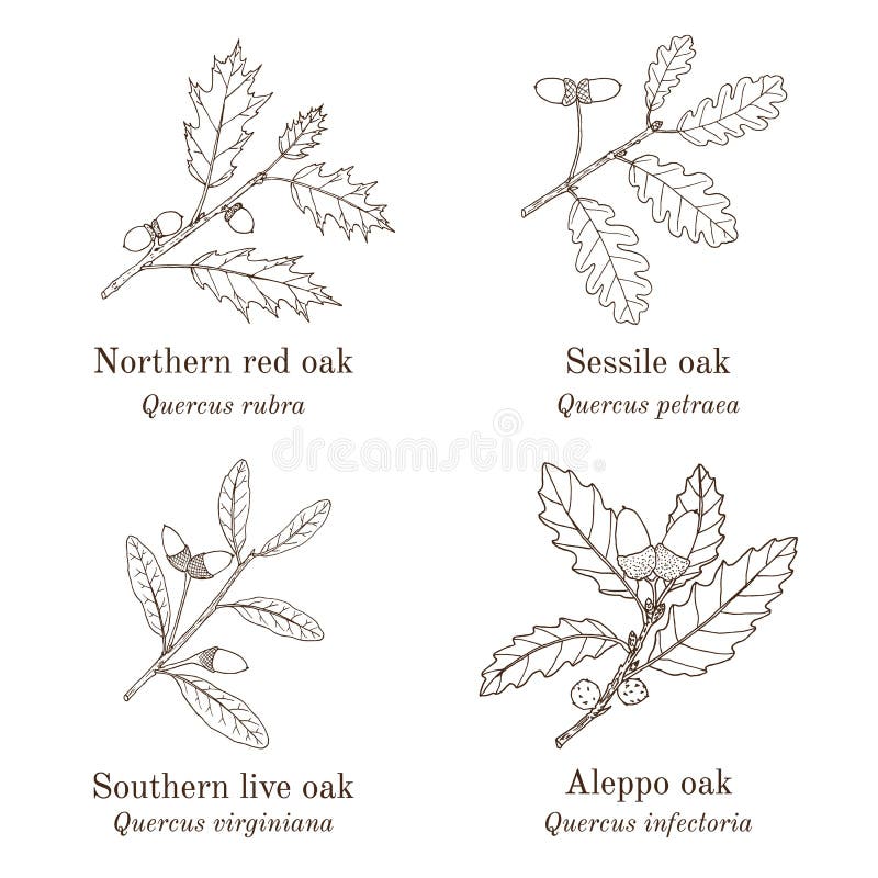 Quercus Virginiana Drawing