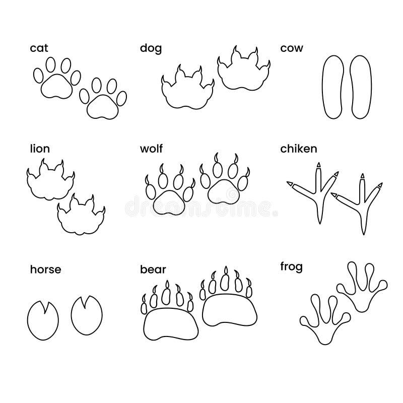 Set of Different Paws of Animals in Line Style. Vector Illustration ...