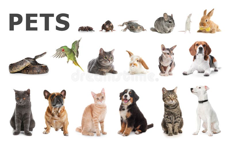 Set of Different Pets on Background Stock Photo - Image of mammal ...