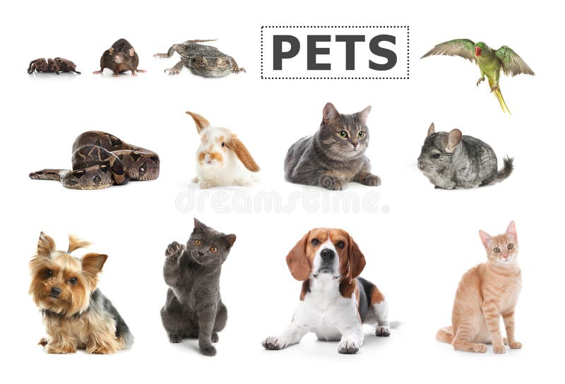 Set of Different Pets on Background Stock Photo - Image of mammal ...