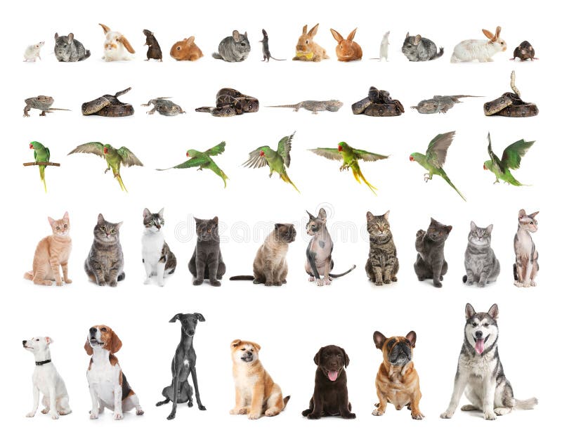 361 Set Different Pets Background Photos - Free & Royalty-Free Stock ...