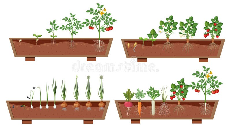 Set of Different Plant Roots Growing in Soil Stock Vector ...