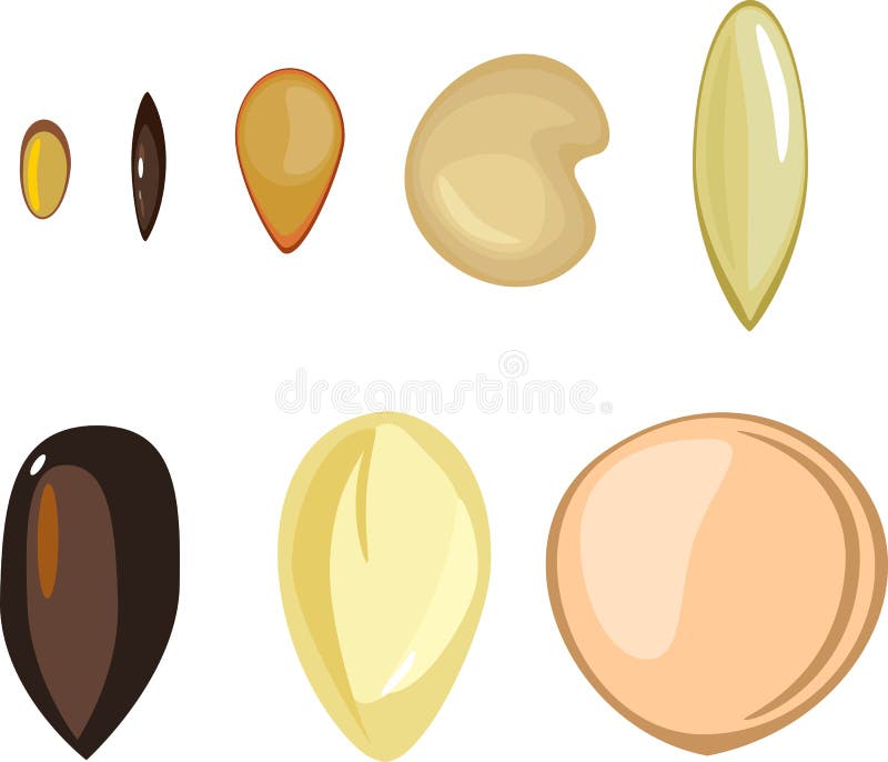 Set of Different Plant Seeds Stock Vector - Illustration of plant ...