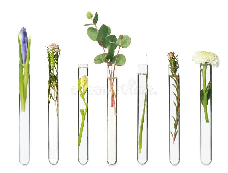 Set with Different Plants in Test Tubes on White Background Stock Image ...
