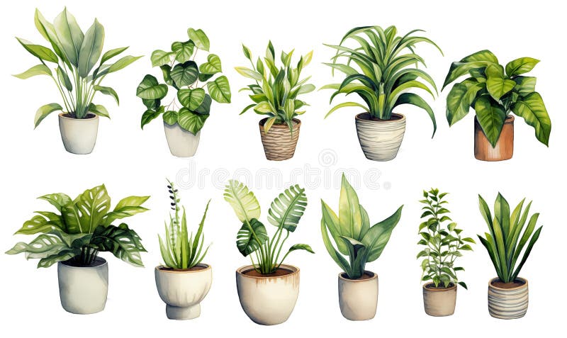 Set of Different Potted Plants Isolated on Transparent Background ...