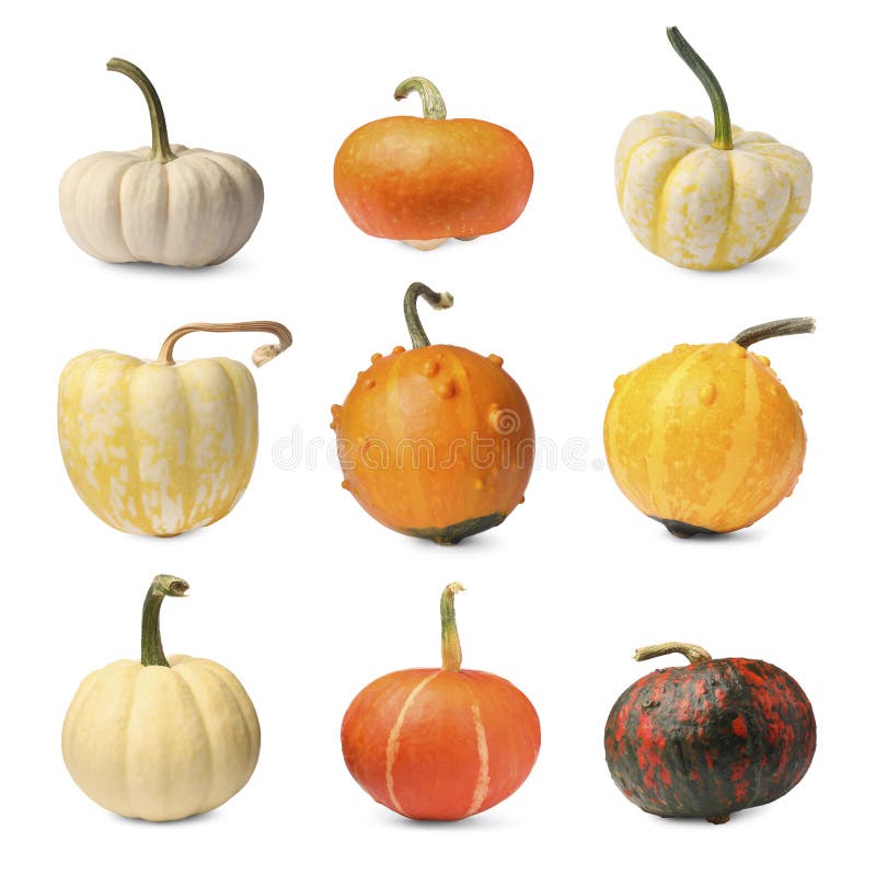 Set of Different Pumpkins Isolated on White Stock Photo - Image of ...