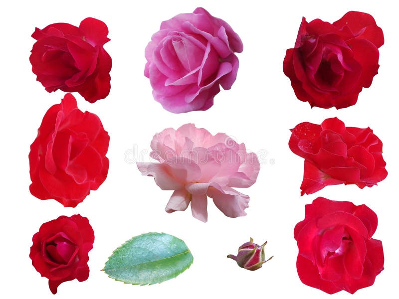 Single Rose Flowers on White Background Stock Photo - Image of leaves ...