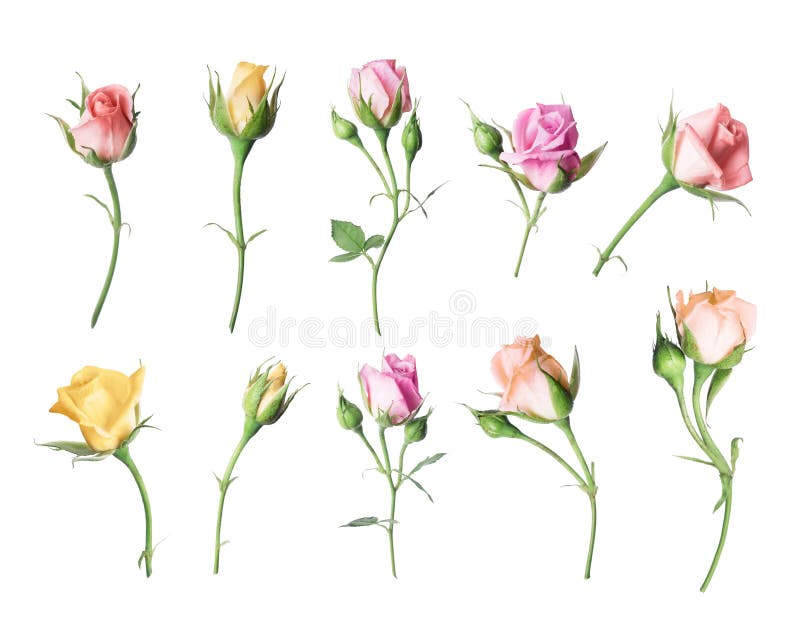 Set of Different Roses on a White Background Stock Photo - Image of ...