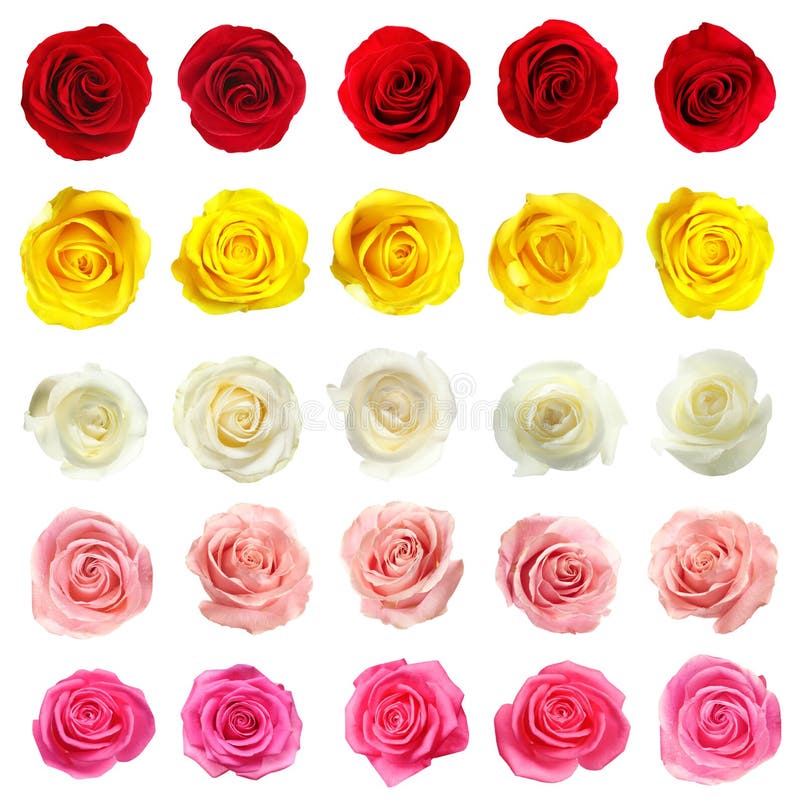 Set of Different Roses on White Background Stock Image - Image of ...