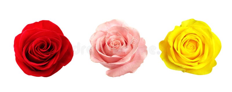 Set of Different Roses on White Background. Banner Design Stock Image ...
