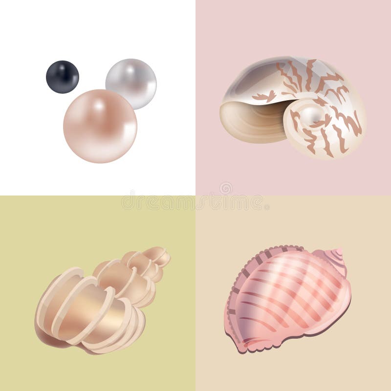 Set with Different Sea Shells and Pearls. Realistic Objects Stock ...
