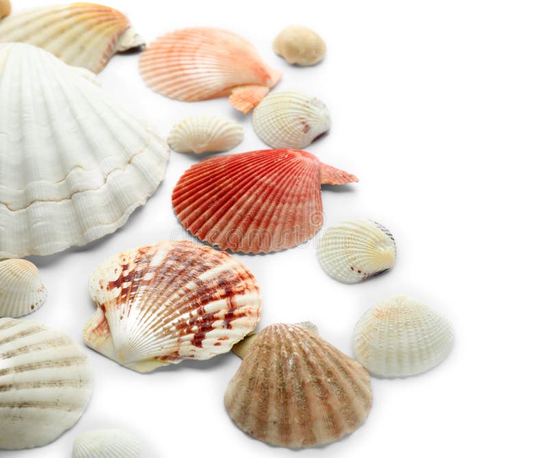 Set of Different Sea Shells on White Background Stock Image - Image of ...