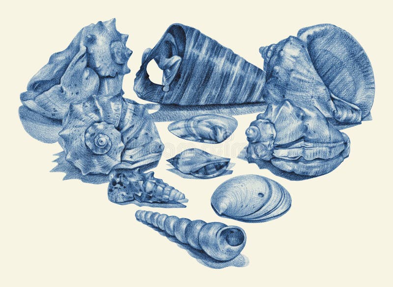 Set of Different Seashells Drawn by Hand with Pencil Stock Illustration ...